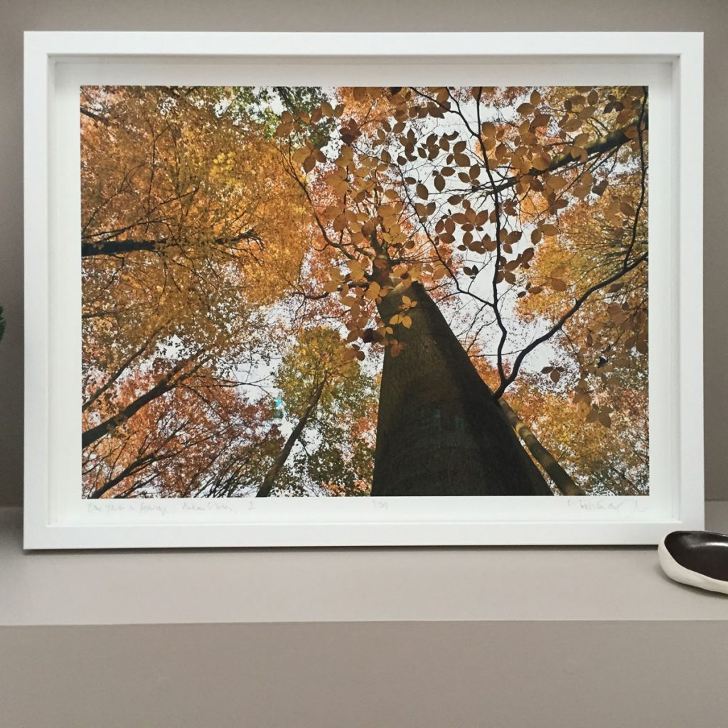Forest Sky Series | siobhandoran